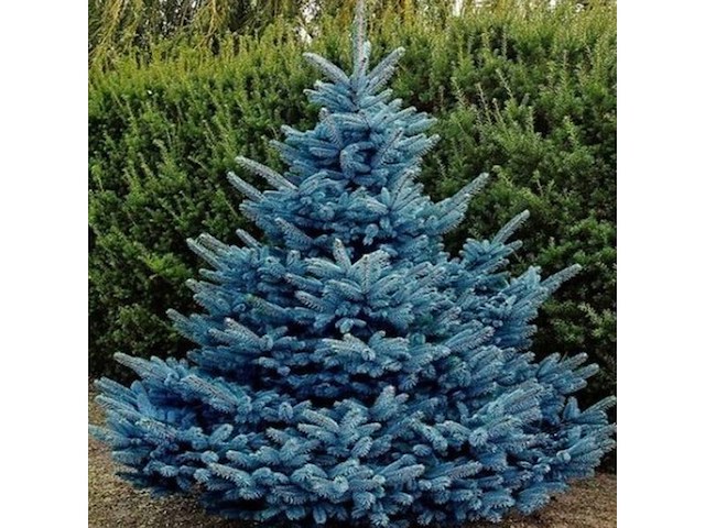 Picea Pungens (25 semenki) Colorado blue