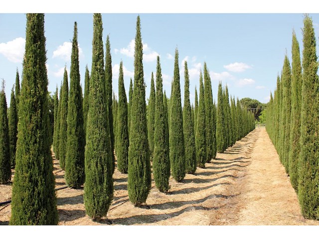 Cupressus sempervirens `Stricta` (50 semenki) Piramidal