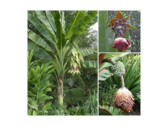 Banana Musa Ensete Ventricosa (2 semenki) Abyssinian Ba