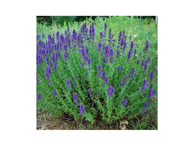 Miloduh - Hyssopus Officinalis (1000 semenki) Višegodiš