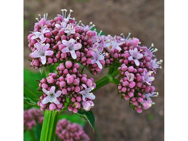 Valeriana Officinalis (50 semenki)