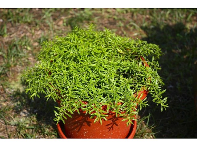 Čubar - Satureja Hortensis (4000 semenki)