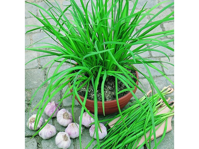 Kineski vlašac (500 semenki) Allium Tuberosum