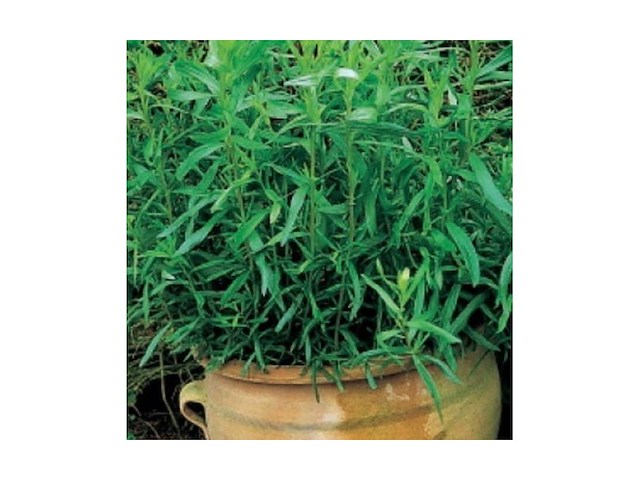 Ruski Estragon (1200 semenki) Artemisia Dracunculus