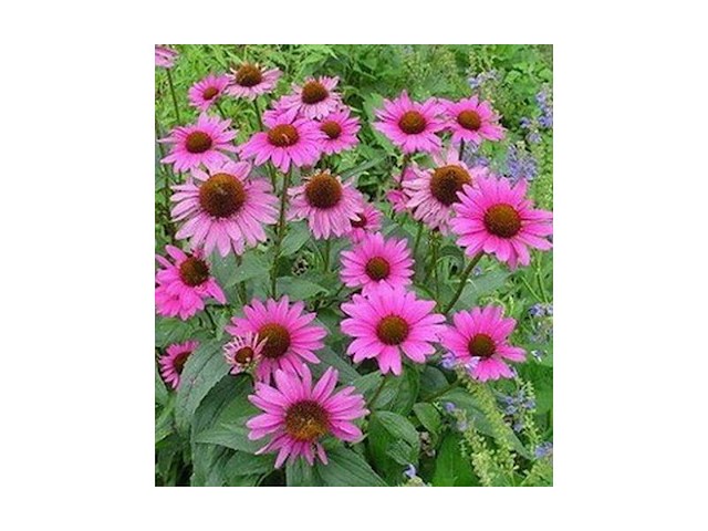 Echinacea Purpurea (100 semenki)