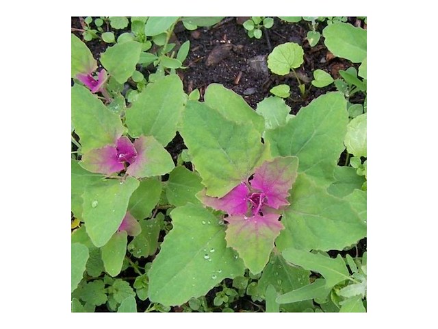 Spanać drvo (5000 semenki) Chenopodium Giganteum