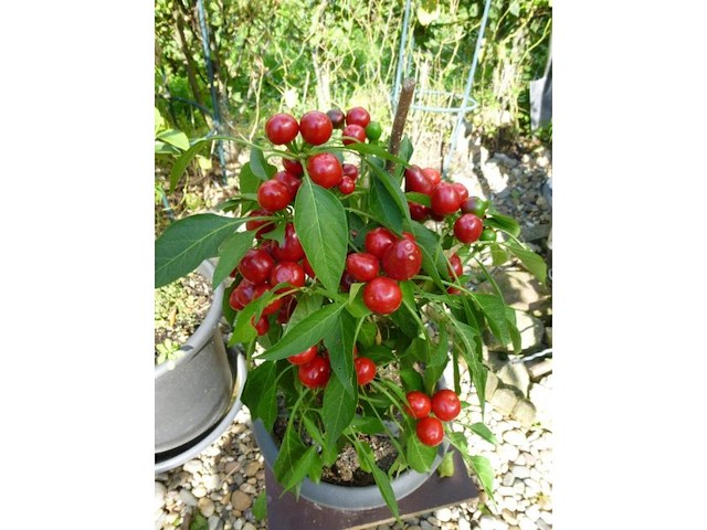 Chilli Italian Satans Kiss (25 semenki)