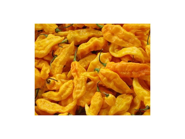 Chilli Bhut Jolokia Žuta - Yellow (40 semenki)