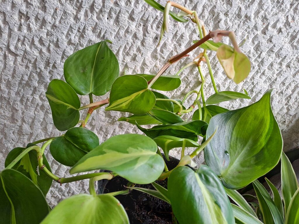Filadendron Brasil, velika biljka sa prve slike je 800, Yucca, Drvo