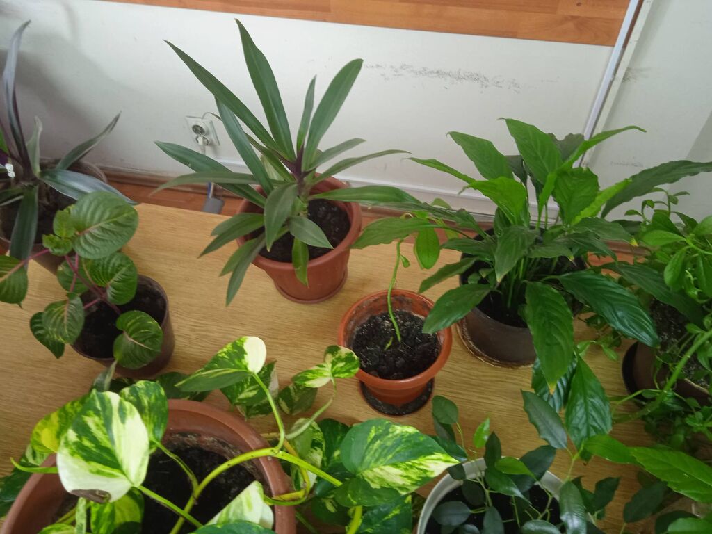 Sobne biljke u saksijama – razne vrste - Spathiphyllum (mirni