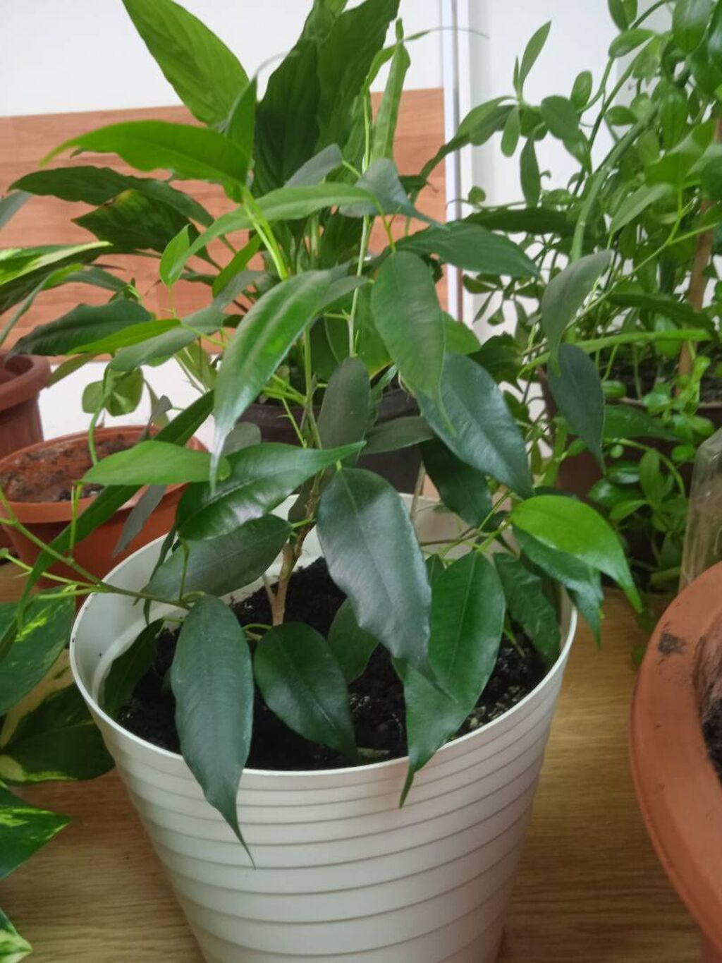 Sobna biljka Fikus benjamin (Ficus benjamina) u dekorativnoj saksiji