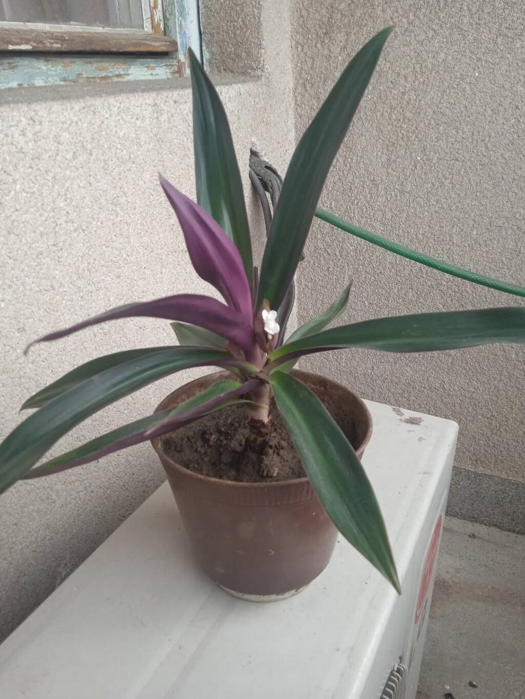 Tradeskantija (Rhoeo/Tradescantia spathacea) u saksiji - Dekorativna