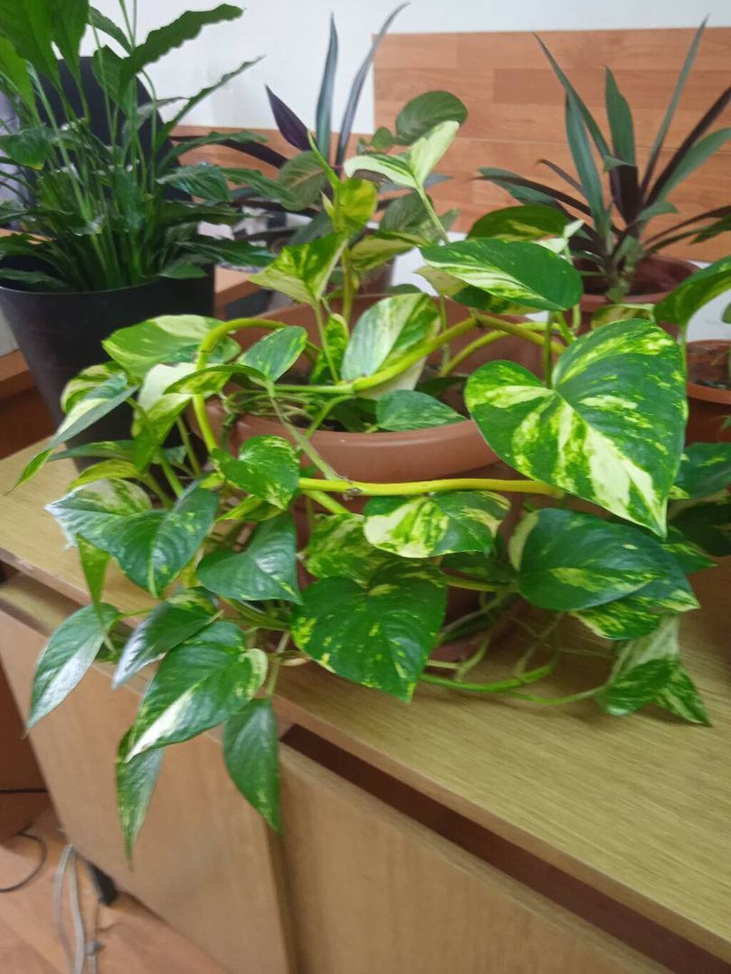 Zeleni sobni puzavac – Epipremnum aureum (zlatni potos) - Ukrasna