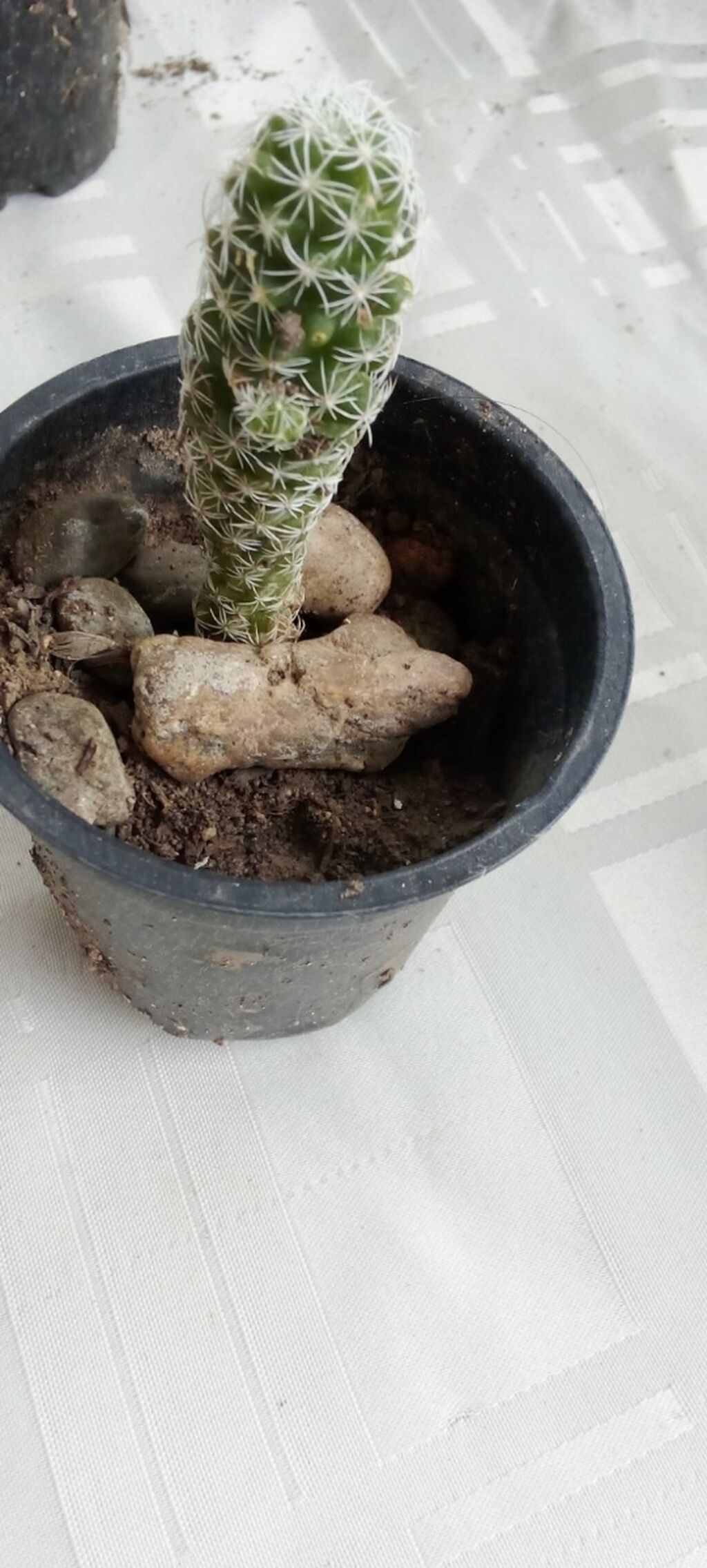 Kaktus više vrsta dogovor