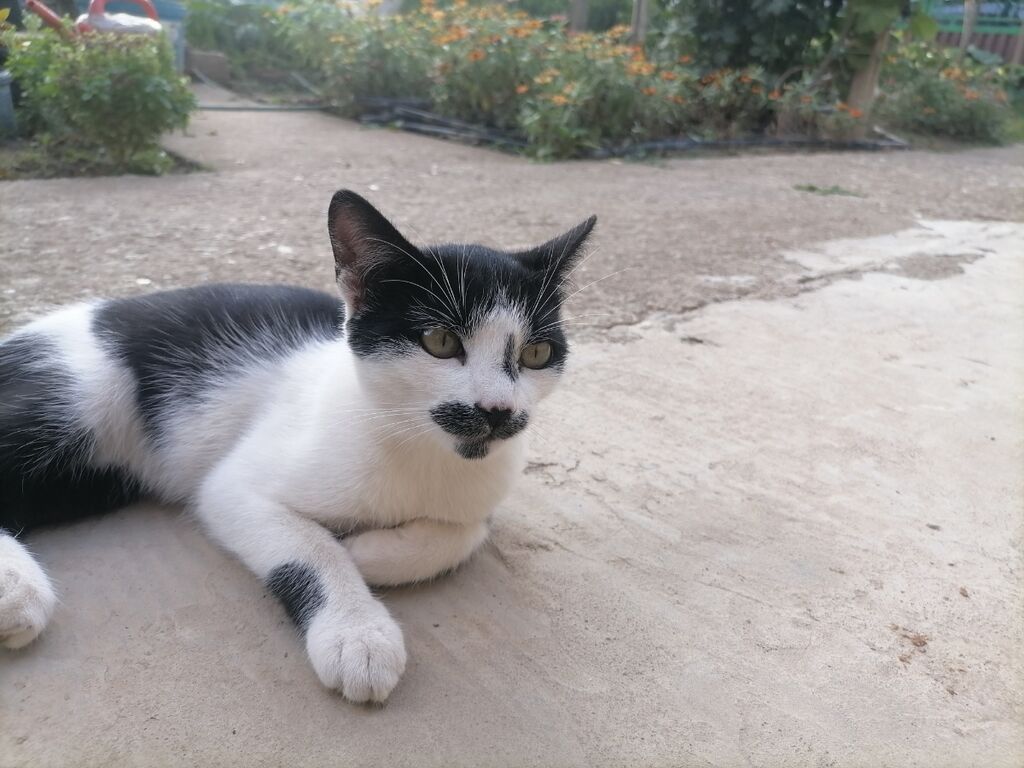 Mlada domaća mačka – crno-bela “tuxedo” šara - Izražene crno-bele