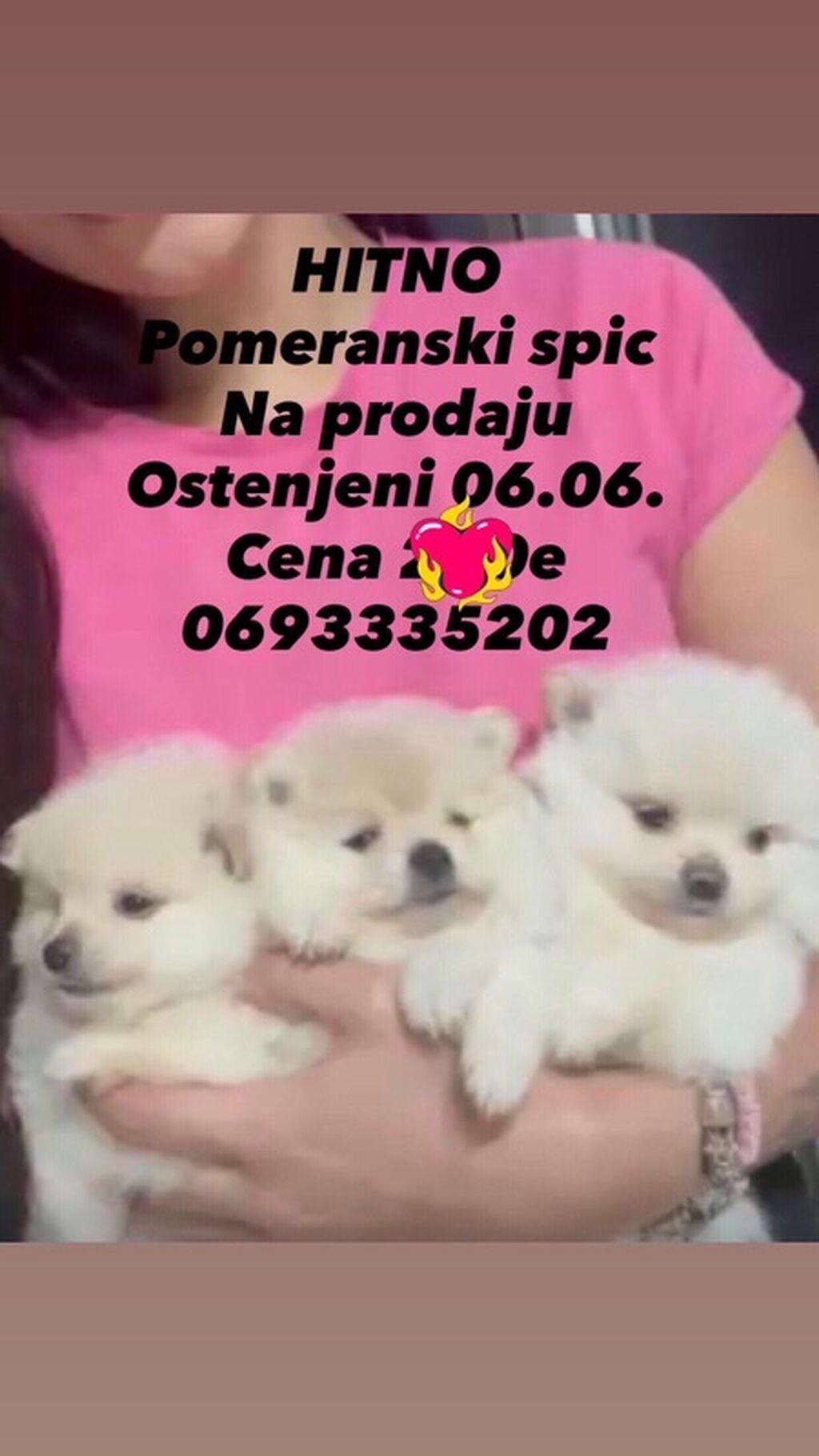 Pomeranski špic – štenci - Rasa: pomeranski špic (boo tip) - Štenci