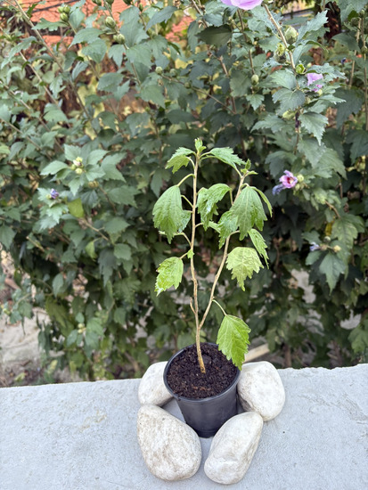 Baštenski hibiskus - živa ograda