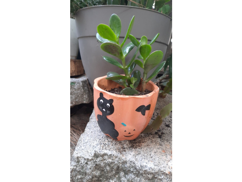 Drvo novca, Crassula