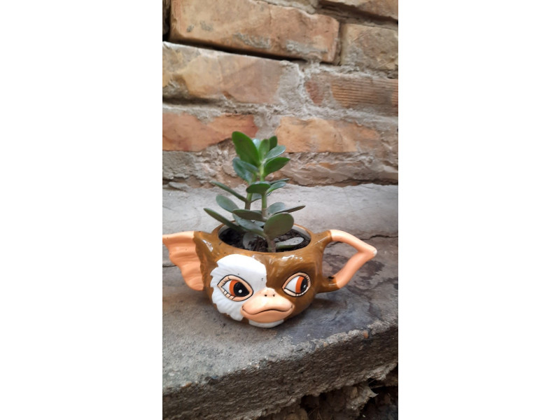 Drvo novca, Crassula