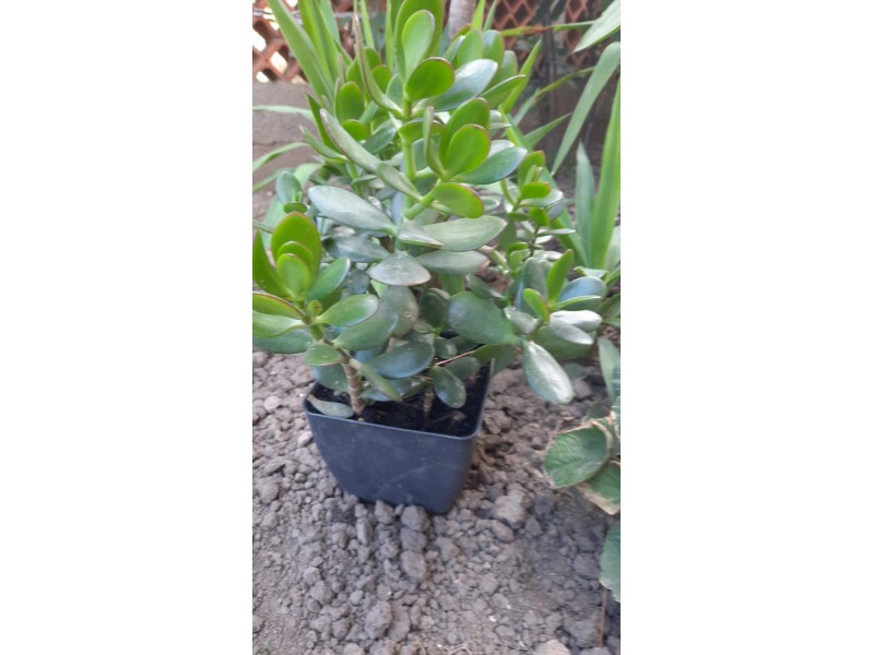 Drvo novca, Crassula