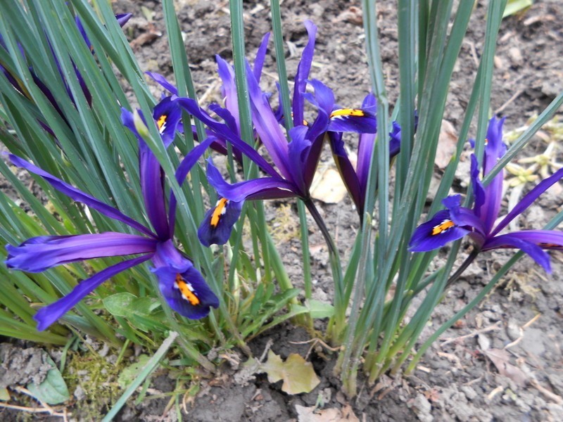 Iris 5 manje lukovice