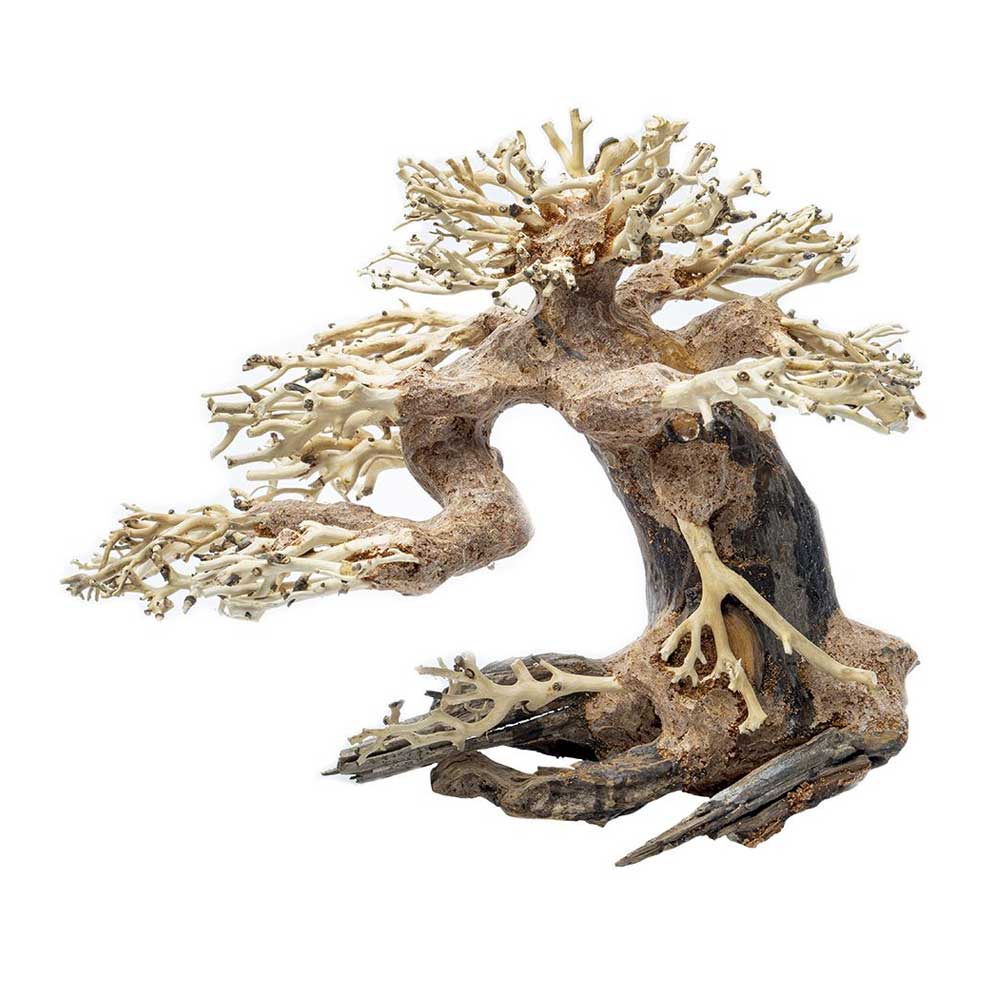 Bonsai drvo za akvarijum