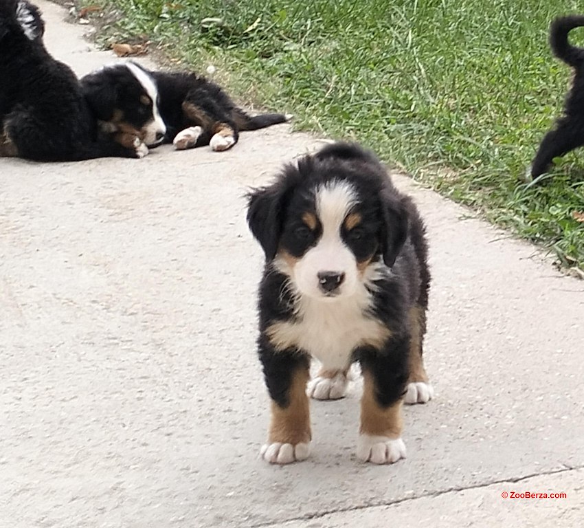 Bernski planinski pas - štenci