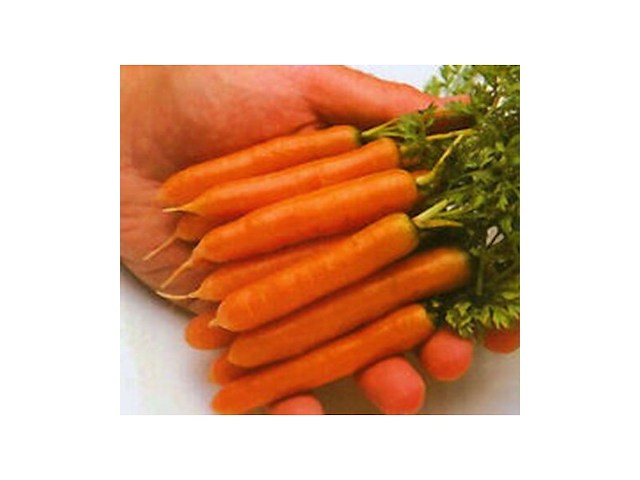 Mini šargarepa (500 semenki) Carrot little finger