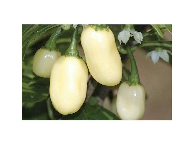 Chilli Habanero white extremno ljut (20 semenki)