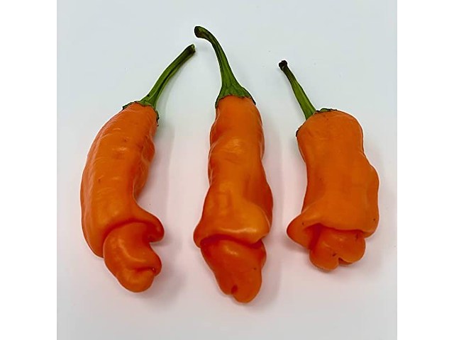Penis chilli narandžasti - Orange (20 semenki)