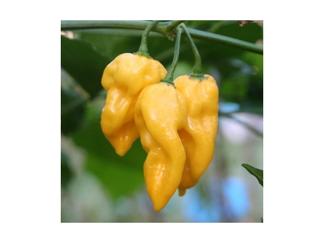 Chilli Habanero Limon (25 semenki)