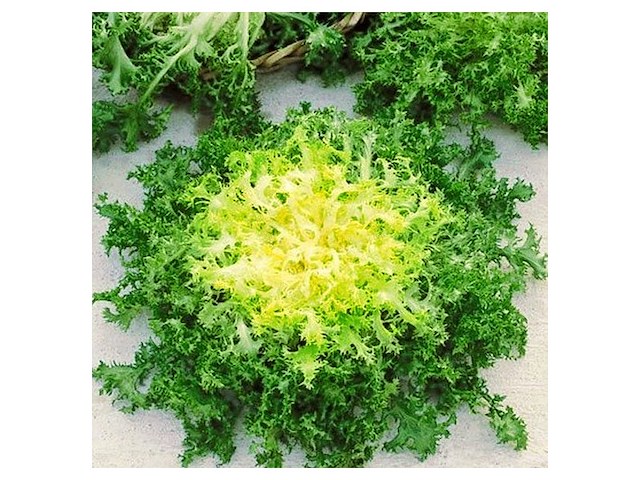 Salata Endivija Romanesca (2200 semenki)