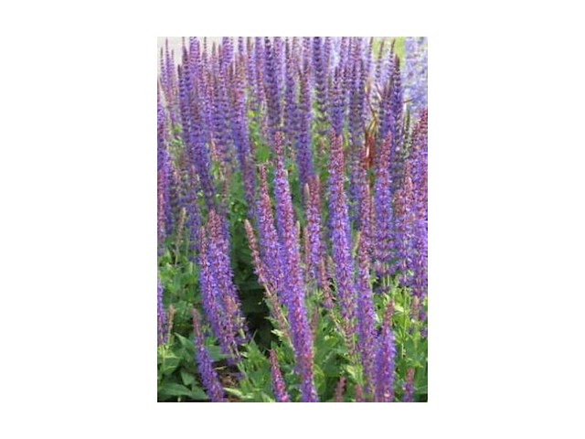 Žalfija - Salvia officinalis (200 semenki)