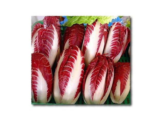 Cikorija Rossa Di Treviso (1000 semenki)