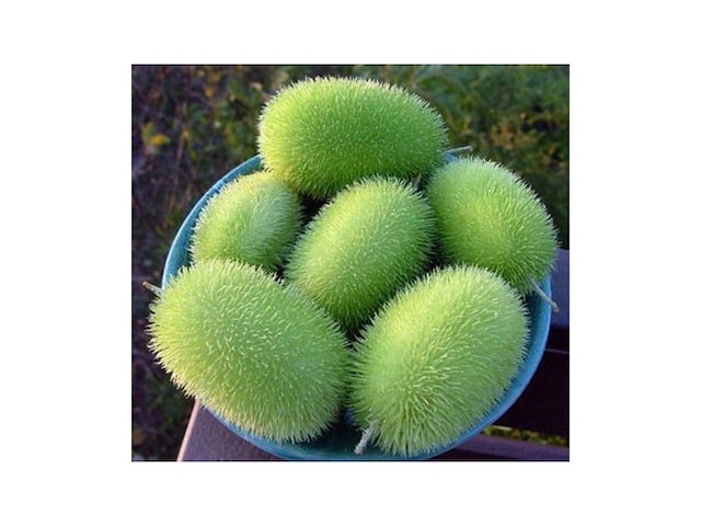Ukrasna tikva jež (50 semenki) Cucumber Hedgehog