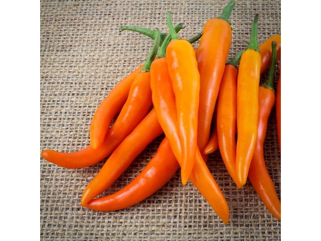 Chilli Paprika Bulgarian Carrot (15 semenki)
