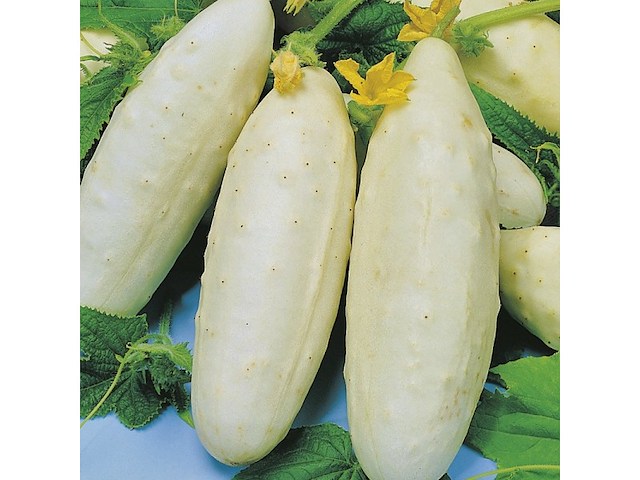Krastavac Belo čudo (30 semenki) White Wounder Bianco L