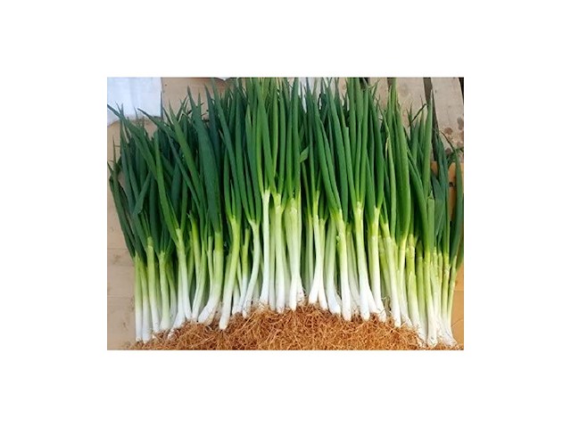 Aljma zimski luk (1500 semenki) Allium Fistulosum White