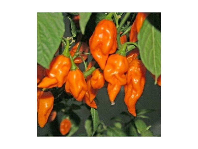 Chilli Bhut Jolokia Orange (40 semenki)