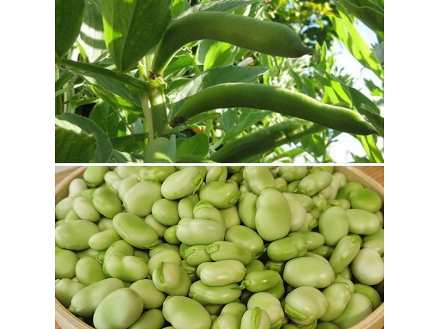 Vicia faba - Bob Muchamiel (15 semenki)