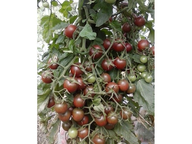 Black - Crni Cherry Paradajz (350 semenki)