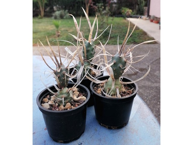 Kaktus - Tephrocactus Articulatus var. Papyracanthus