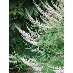 Konopljika, divlji biber (Vitex alba) 1.god
