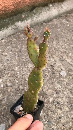 Opuntia Tuna f. monstrosa