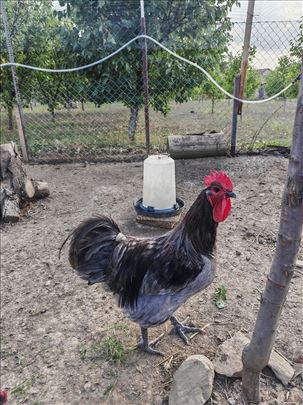 Petlovi Australorpa