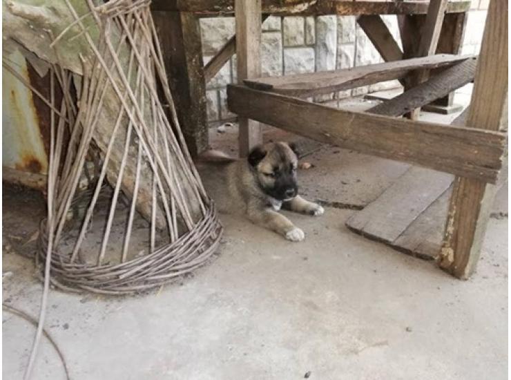 Kangal - Turski pastirski pas