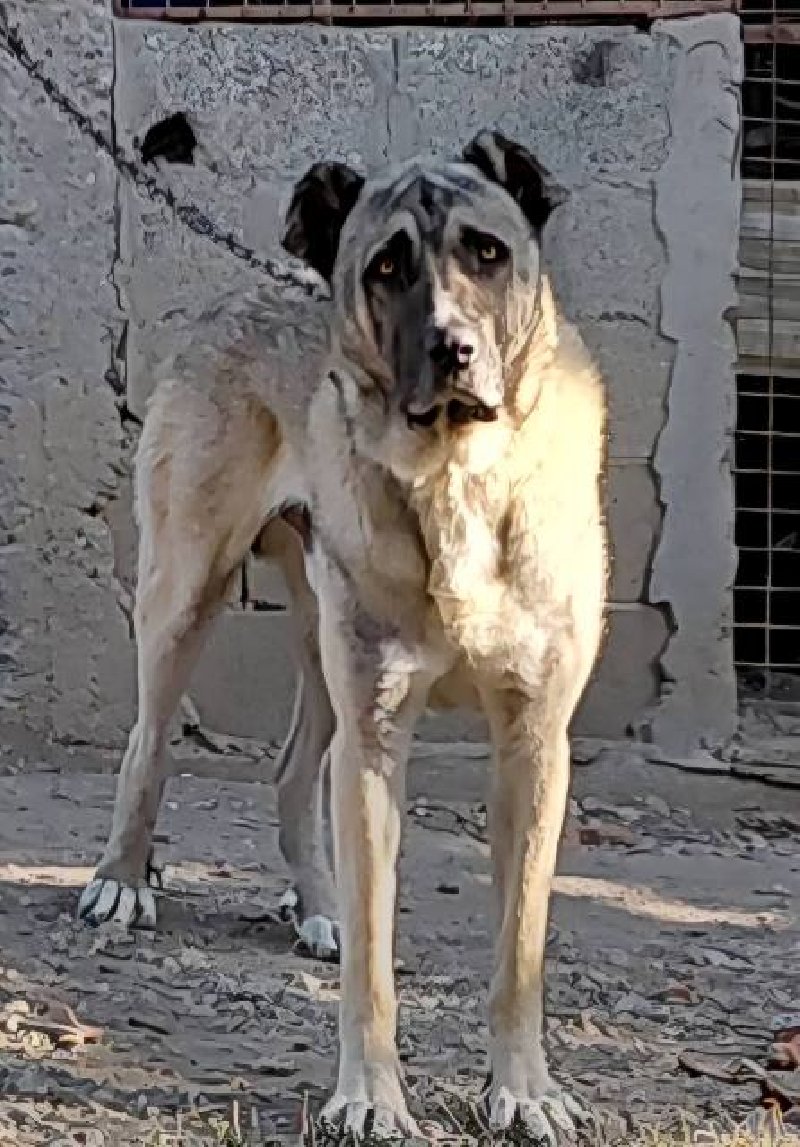 Turski Kangal, mužjak