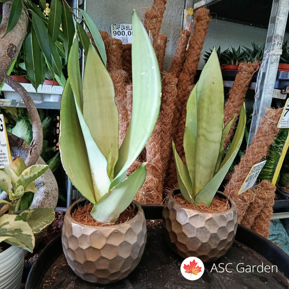 Sansevieria ‘Moonshine’ – 35 cm fi 9 cm
