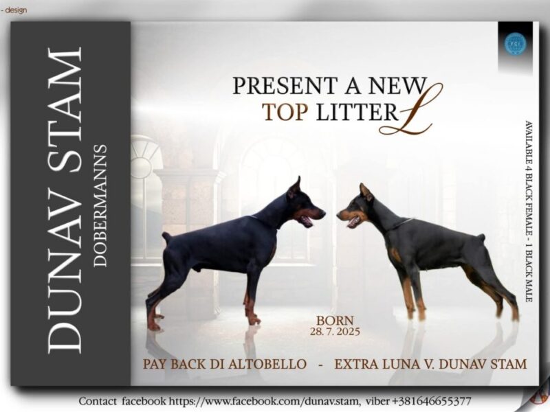 Doberman prelepi stenci