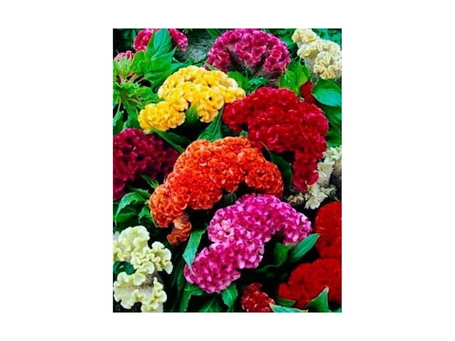 Petlova kresta - Cockscomb Mix (1400 semenki) Celosia A